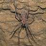 12 Most Terrifying Spiders Found in New Zealand - A-Z Animals