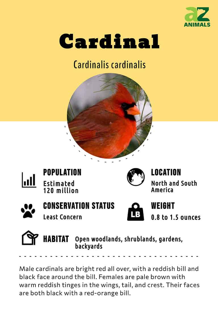 Cardinal Bird Facts - Cardinalis cardinalis, Piranga rubra, and others ...