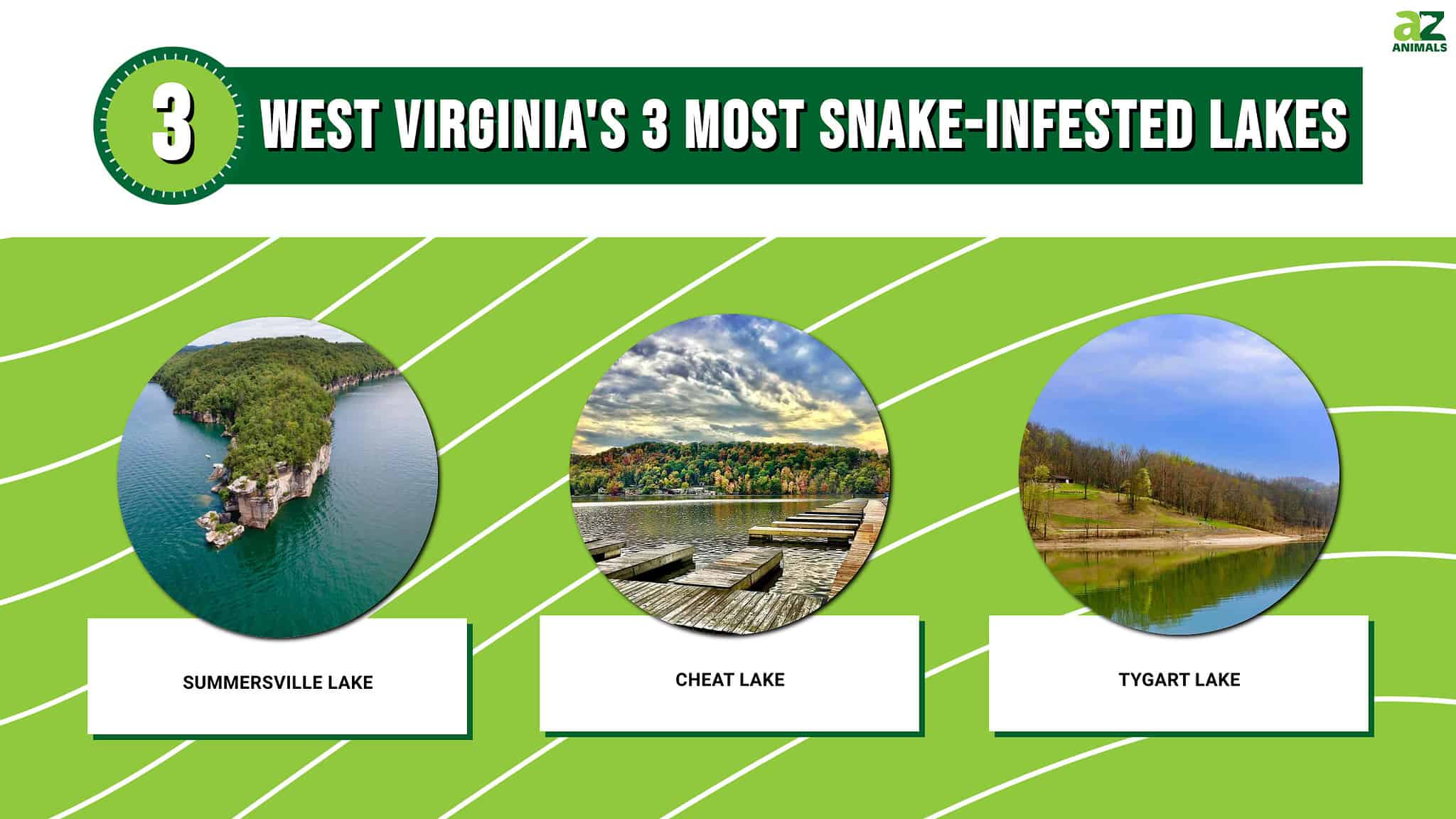 The Most Snake-Infested Lakes in West Virginia in 2024 - A-Z Animals
