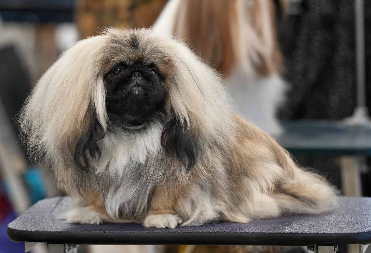Pekingese Progression: Growth Chart, Milestones, and Training Tips - A ...
