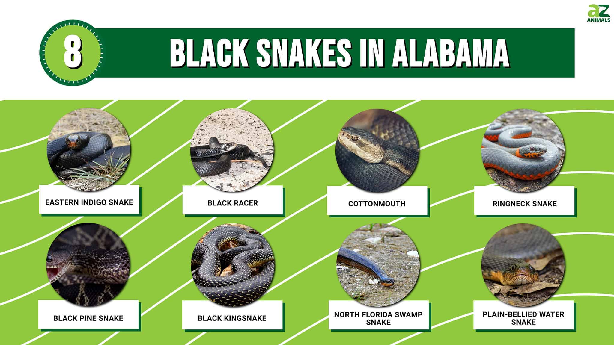 8 Black Snakes In Alabama: Look Out! - A-Z Animals
