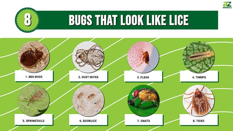 8 Bugs That Look Like Lice (Know The Difference) - A-Z Animals