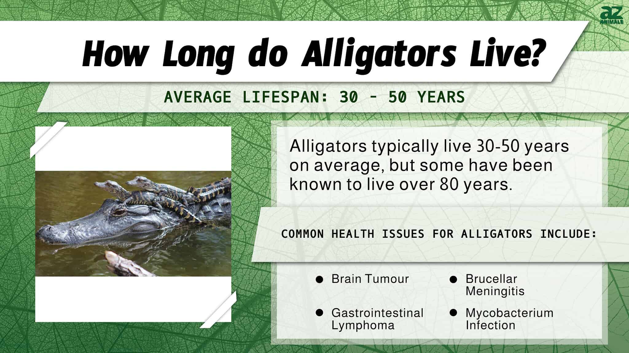 Alligator Lifespan: How Long Do Alligators Live? - A-Z Animals