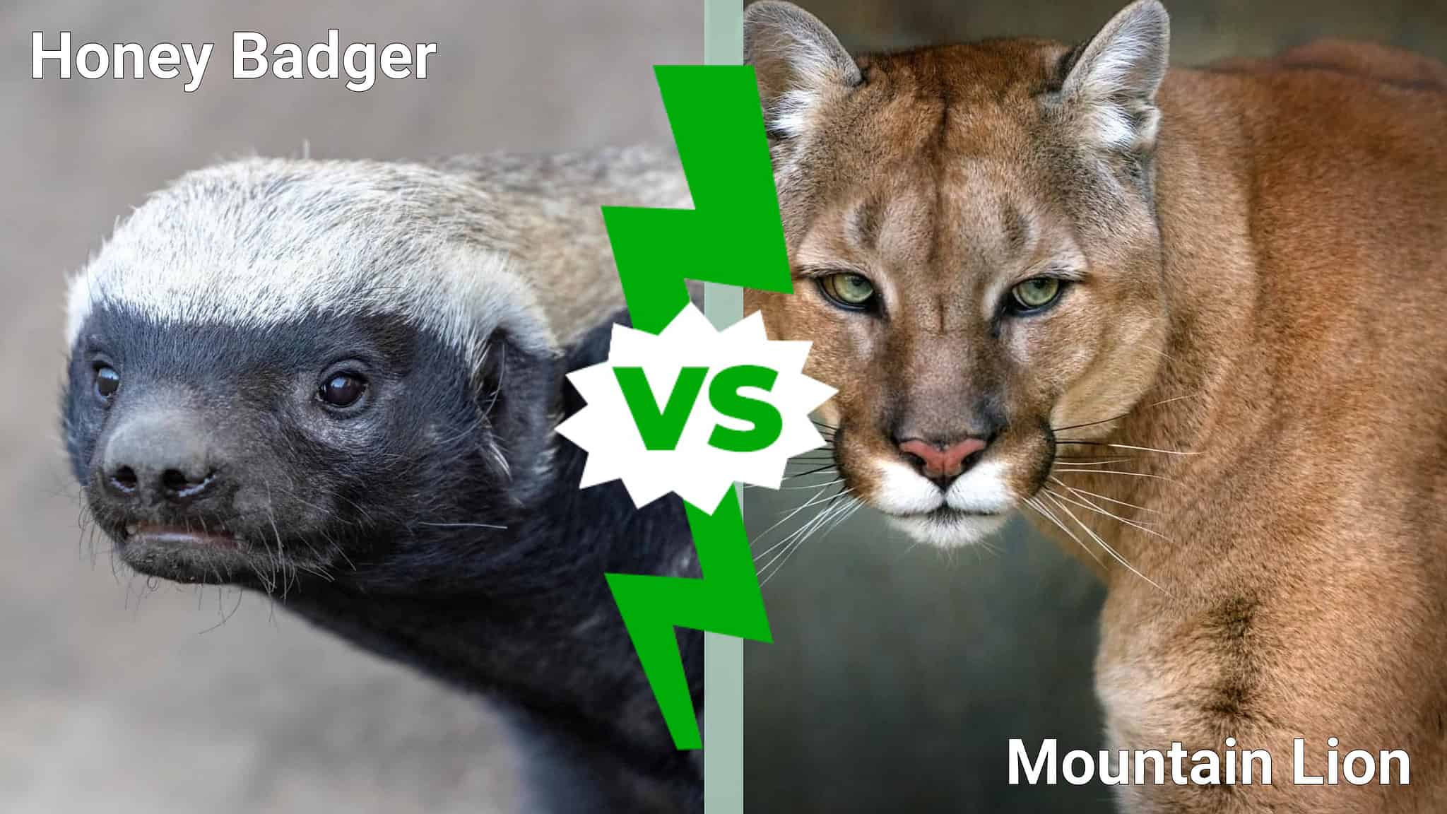 Mountain Lion vs Honey Badger: Which Fearless Predator Walks Away ...
