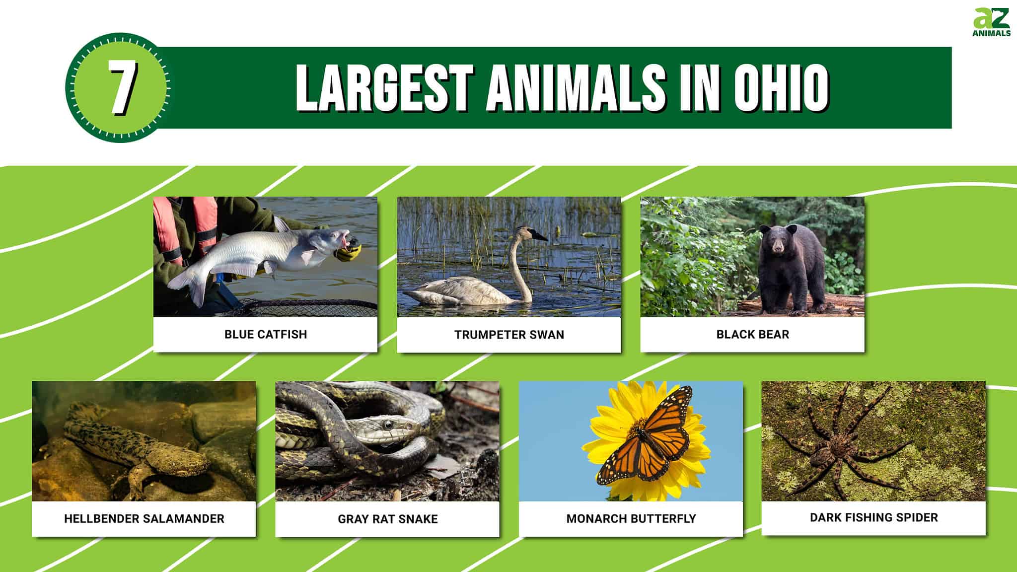 Discover the 7 Largest Animals in Ohio, and Where You'll Find Them - A ...