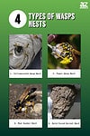 4 Types Of Wasps Nests And Their Unique Features - A-Z Animals