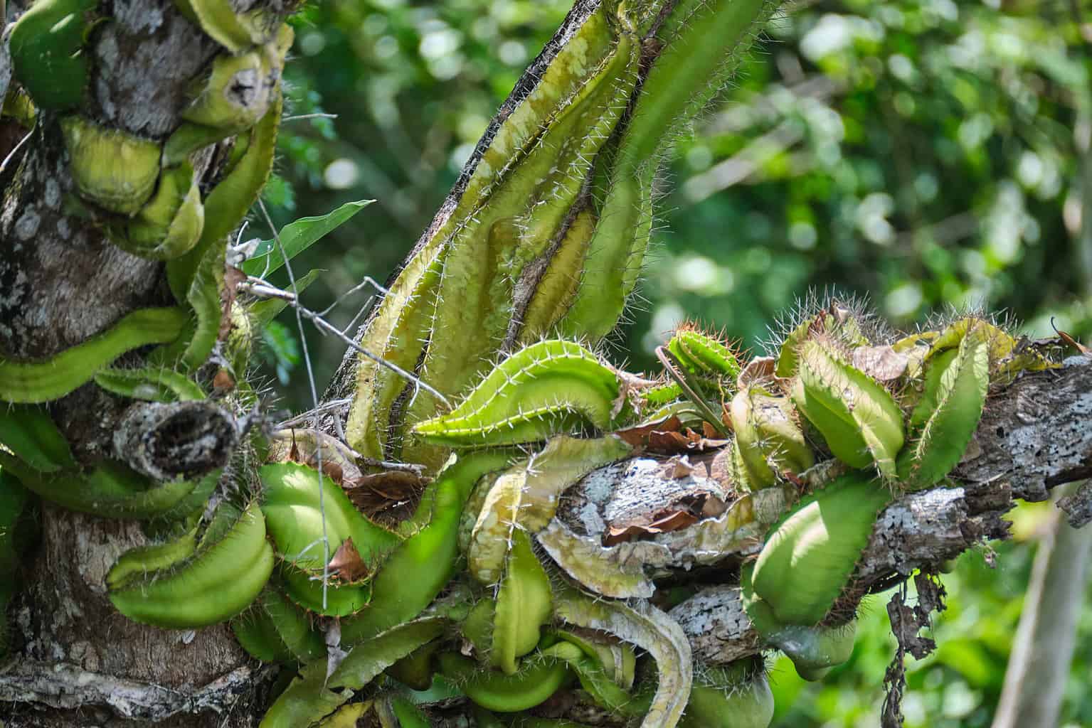 Dog Tail Cactus - A-Z Animals