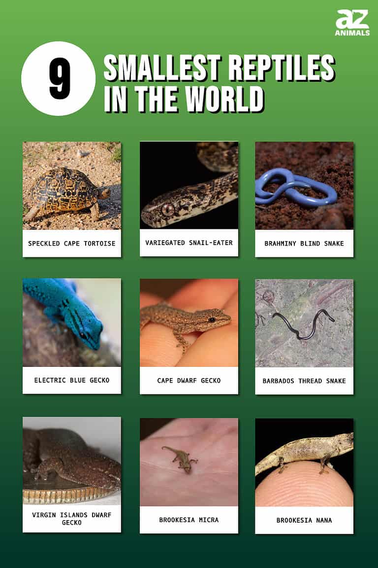 9 Smallest Reptiles in the World - A-Z Animals