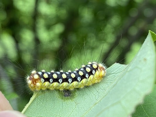 How Do Moths Reproduce? The Complete Moth Lifecycle Explained - A-Z Animals