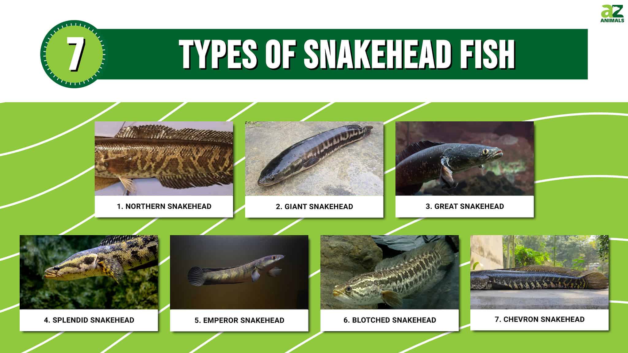 7 Types of Snakehead Fish - A-Z Animals