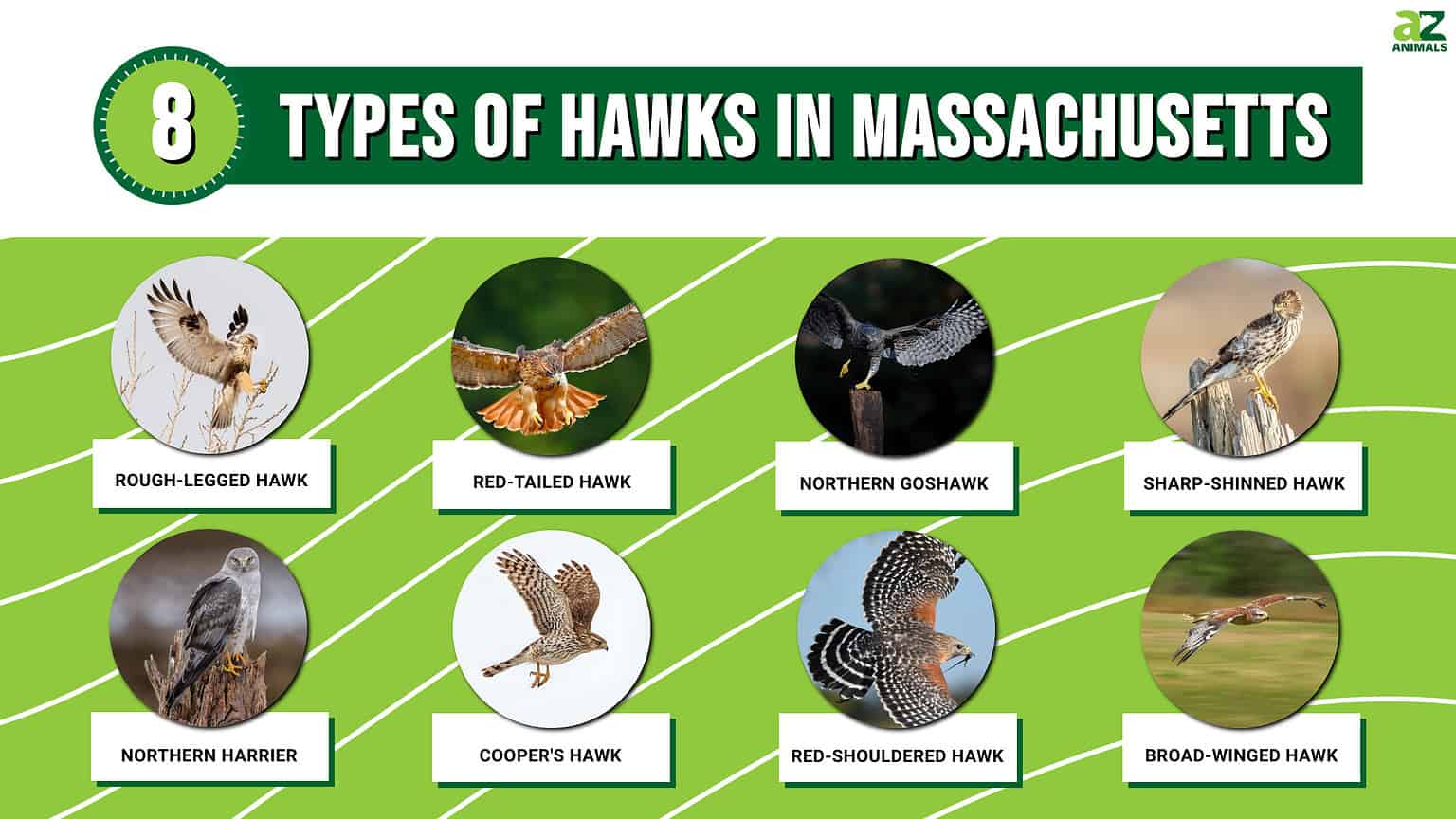 Discover the 8 Types of Hawks in Massachusetts - A-Z Animals