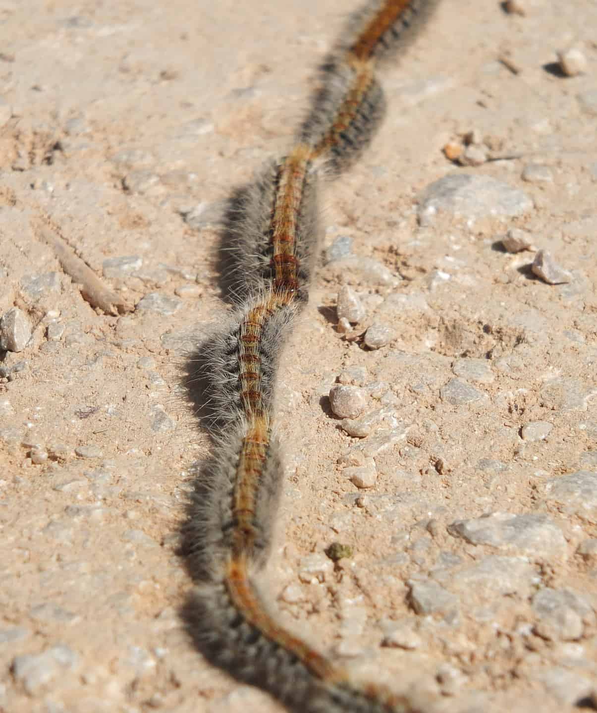 7 Poisonous Caterpillars You Should Never Touch - A-Z Animals