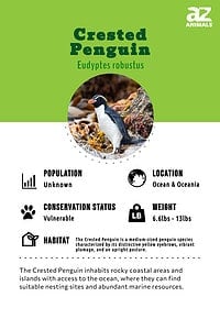 Crested Penguin Animal Facts - Eudyptes - A-Z Animals