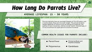 Parrot Lifespan: How Long Do Parrots Live? - A-Z Animals
