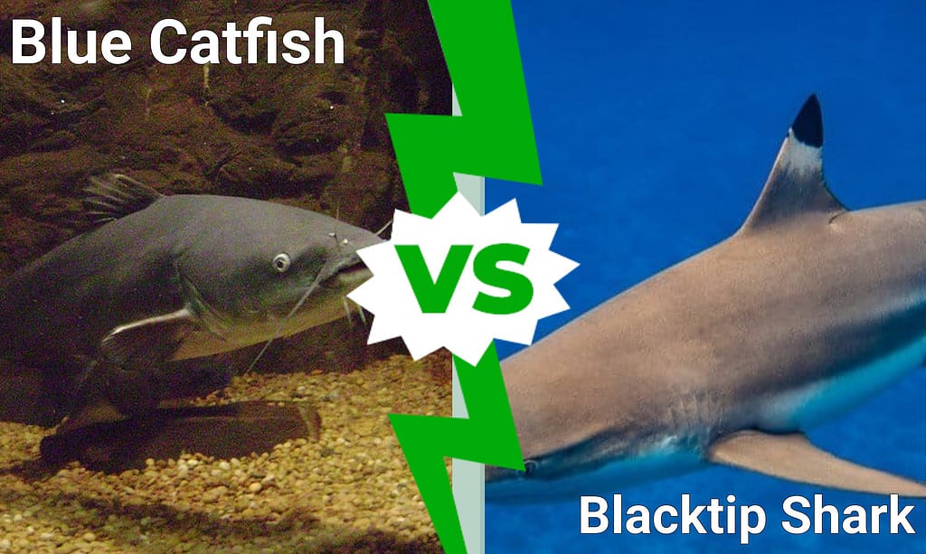 Black Fin Shark Catfish