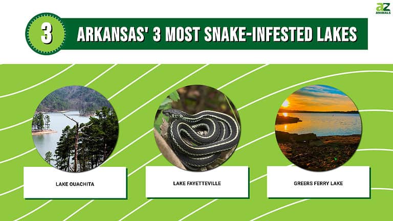 The Most Snake-Infested Lakes in Arkansas - A-Z Animals