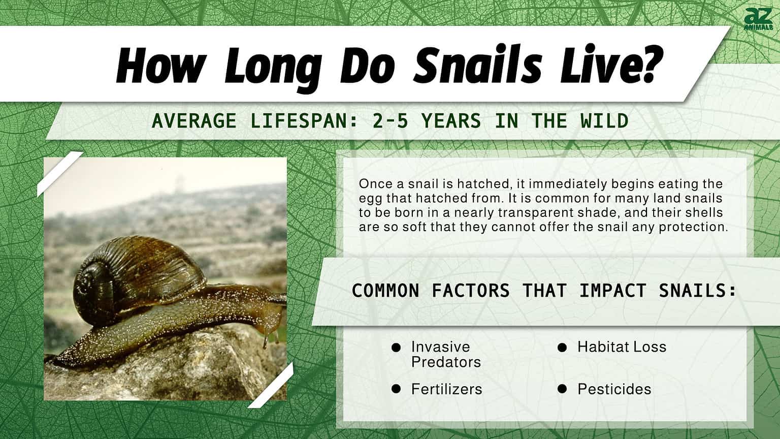 Snail Lifespan: How Long Do Snails Live? - A-Z Animals