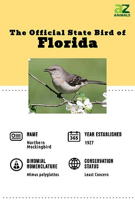 Discover the Official State Bird of Florida