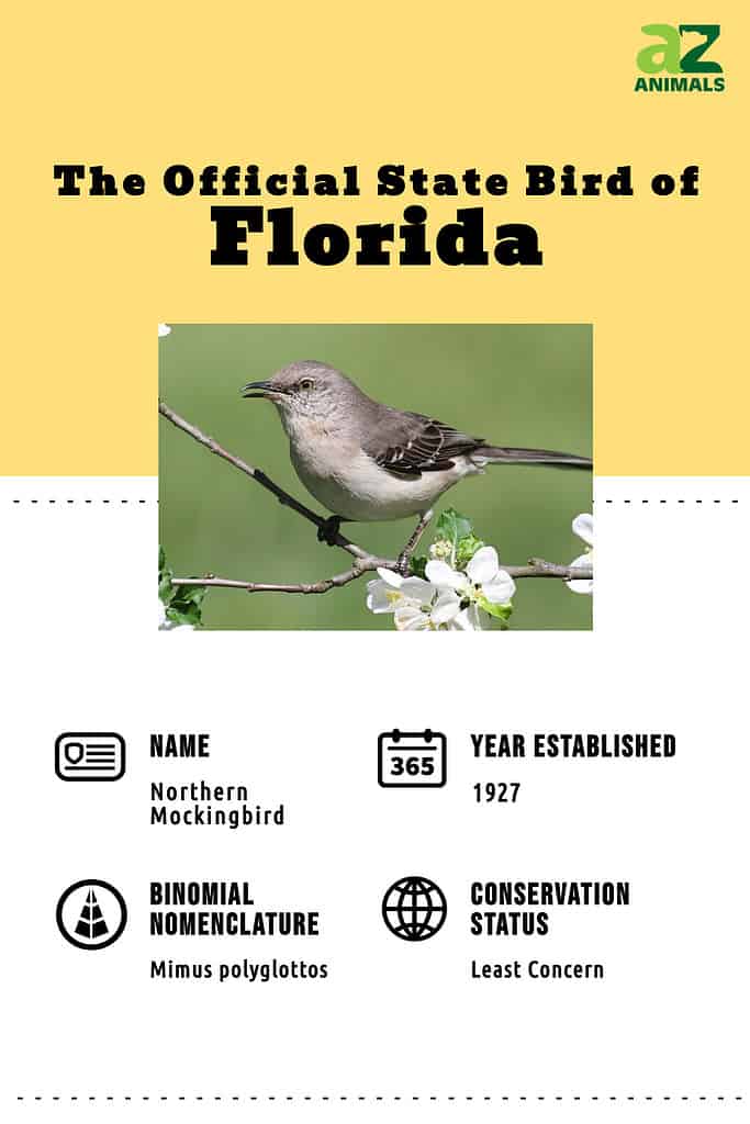Discover the Official State Bird of Florida