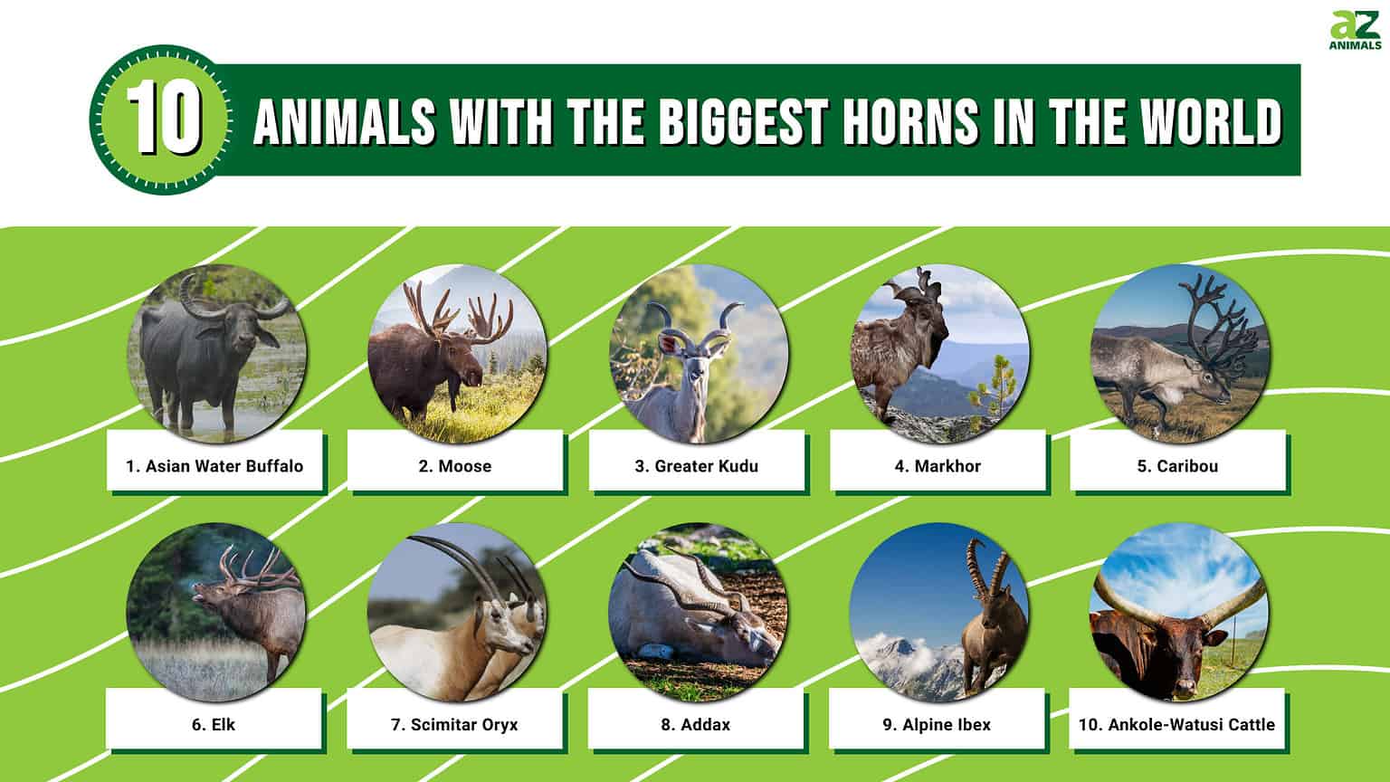 These Animals Have the Most Massive Horns of Any Species - A-Z Animals