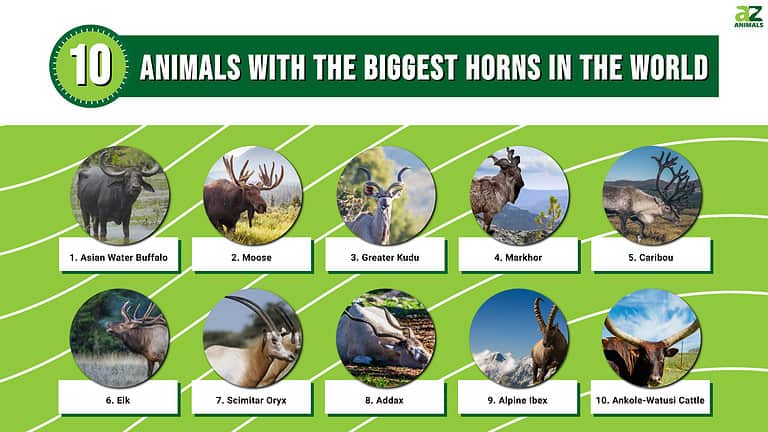 These Animals Have the Most Massive Horns of Any Species - A-Z Animals