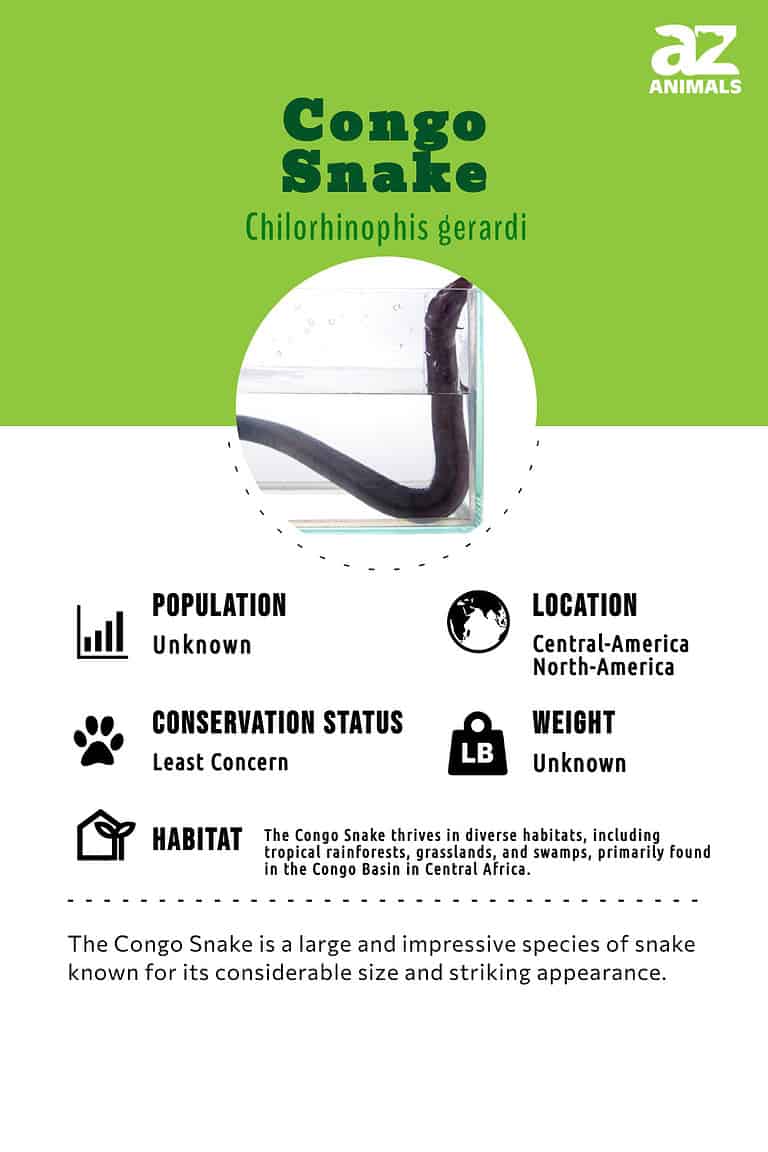 Congo Snake Animal Facts - A-Z Animals