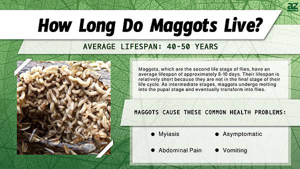 Maggot Lifespan: How Long Do Maggots Live? - A-Z Animals