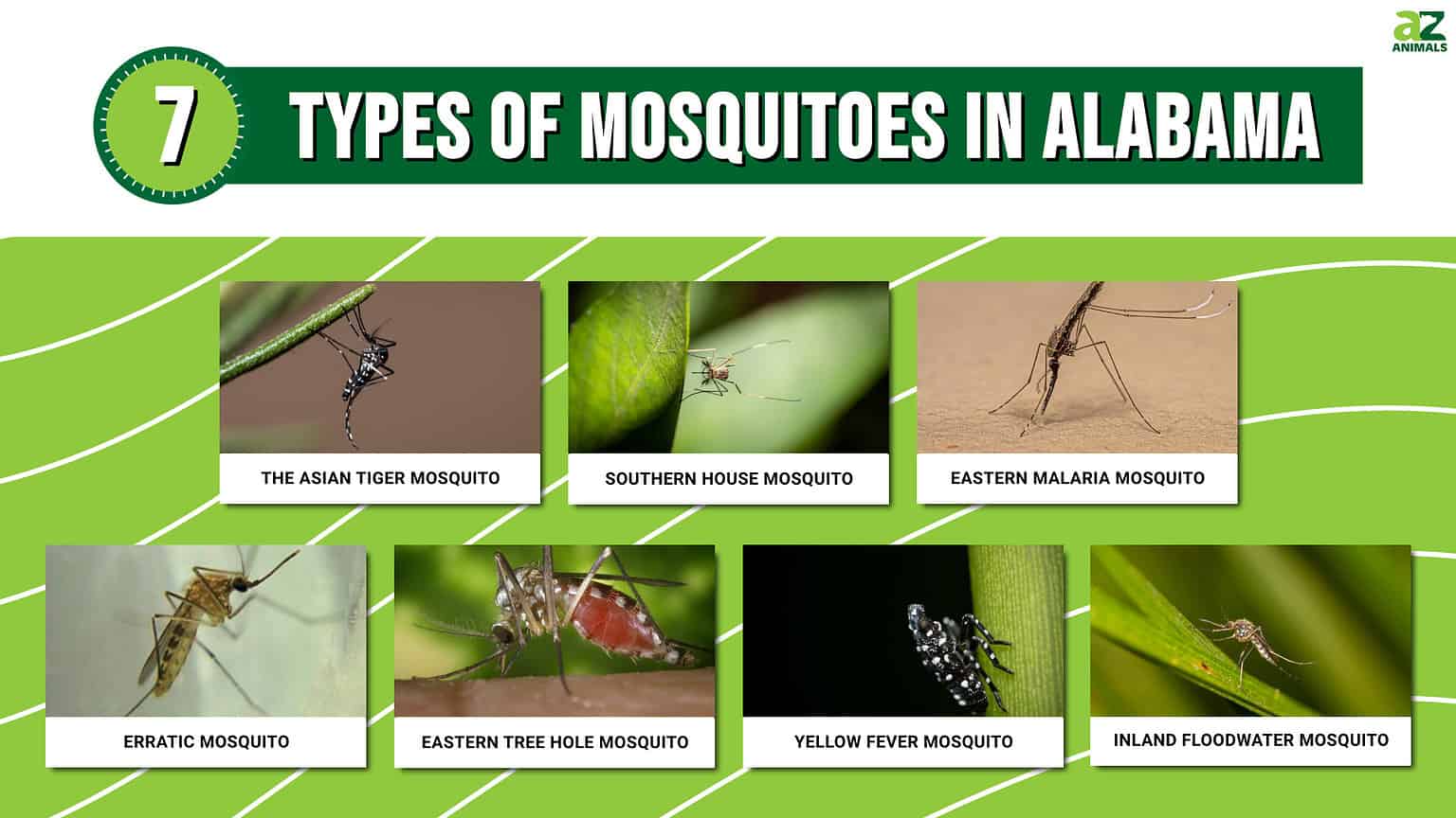 Discover 7 Types of Mosquitoes in Alabama - A-Z Animals