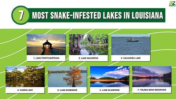 The Most Snake-Infested Lakes in Louisiana - A-Z Animals
