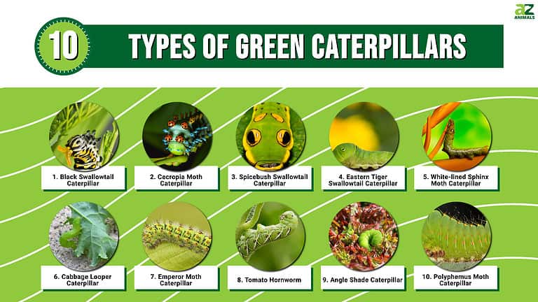 10 Types of Green Caterpillars with Pictures and Identification - A-Z ...