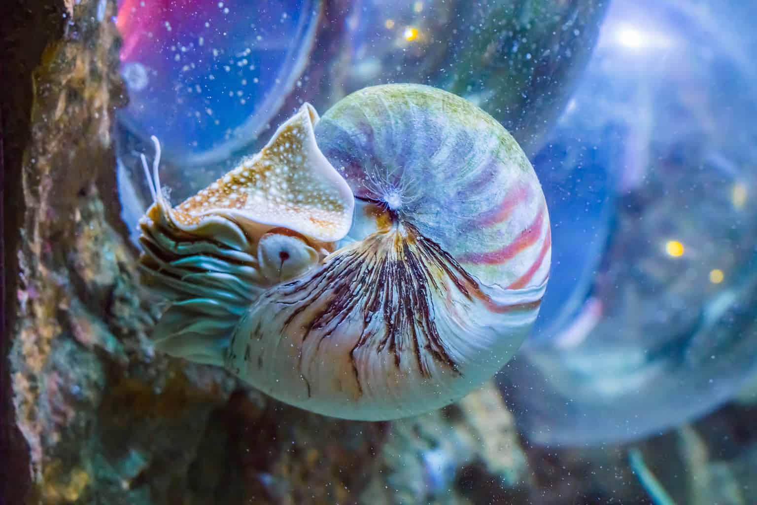Nautilus Quiz: What Do You Know? - A-Z Animals
