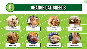 8 Orange Cat Breeds and Orange Cat Names - A-Z Animals
