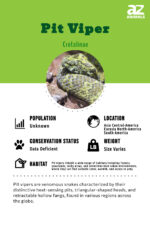Pit Viper Animal Facts - Crotalinae - A-Z Animals