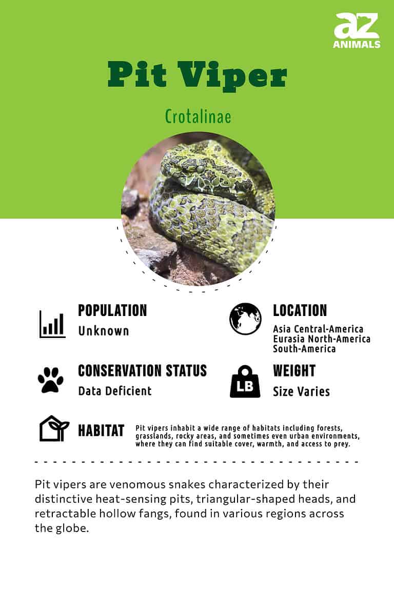 Pit Viper Animal Facts - A-Z Animals