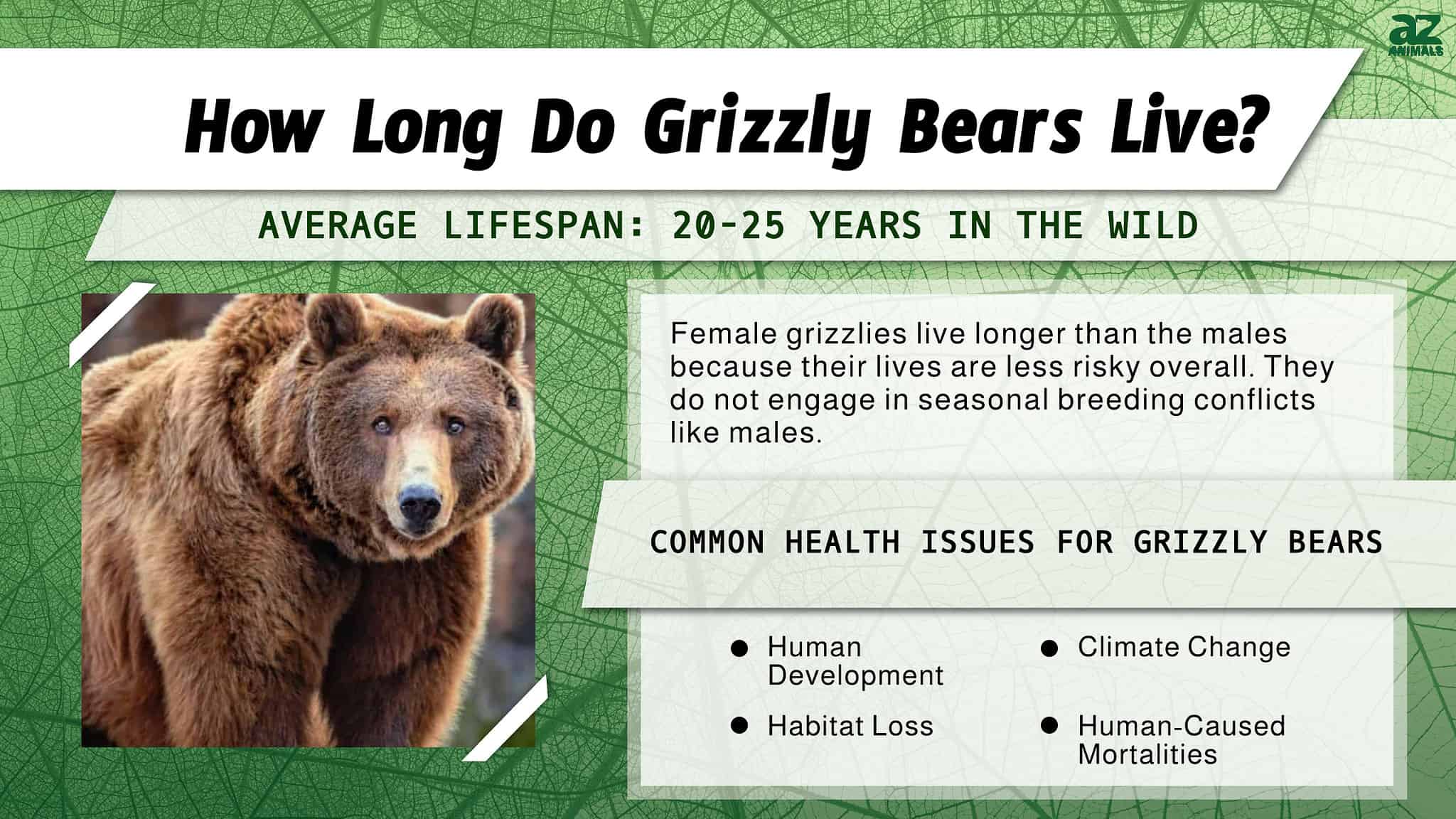 Grizzly Bears Thrive in These U.S. States - A-Z Animals Slideshows