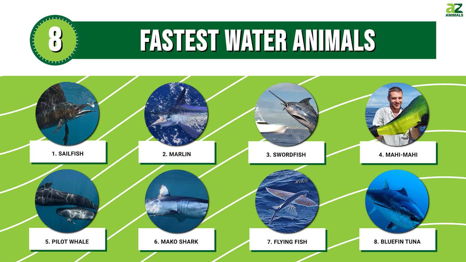 Top 8 Fastest Water Animals - A-Z Animals