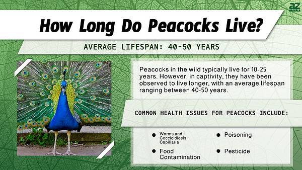 Peacock Lifespan: How Long Do Peacocks Live? - A-Z Animals