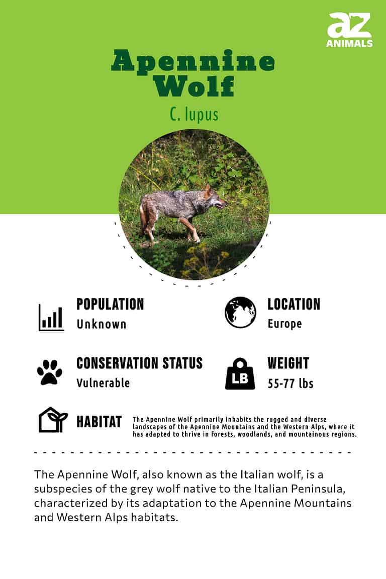 Apennine Wolf Animal Facts - C. lupus - A-Z Animals