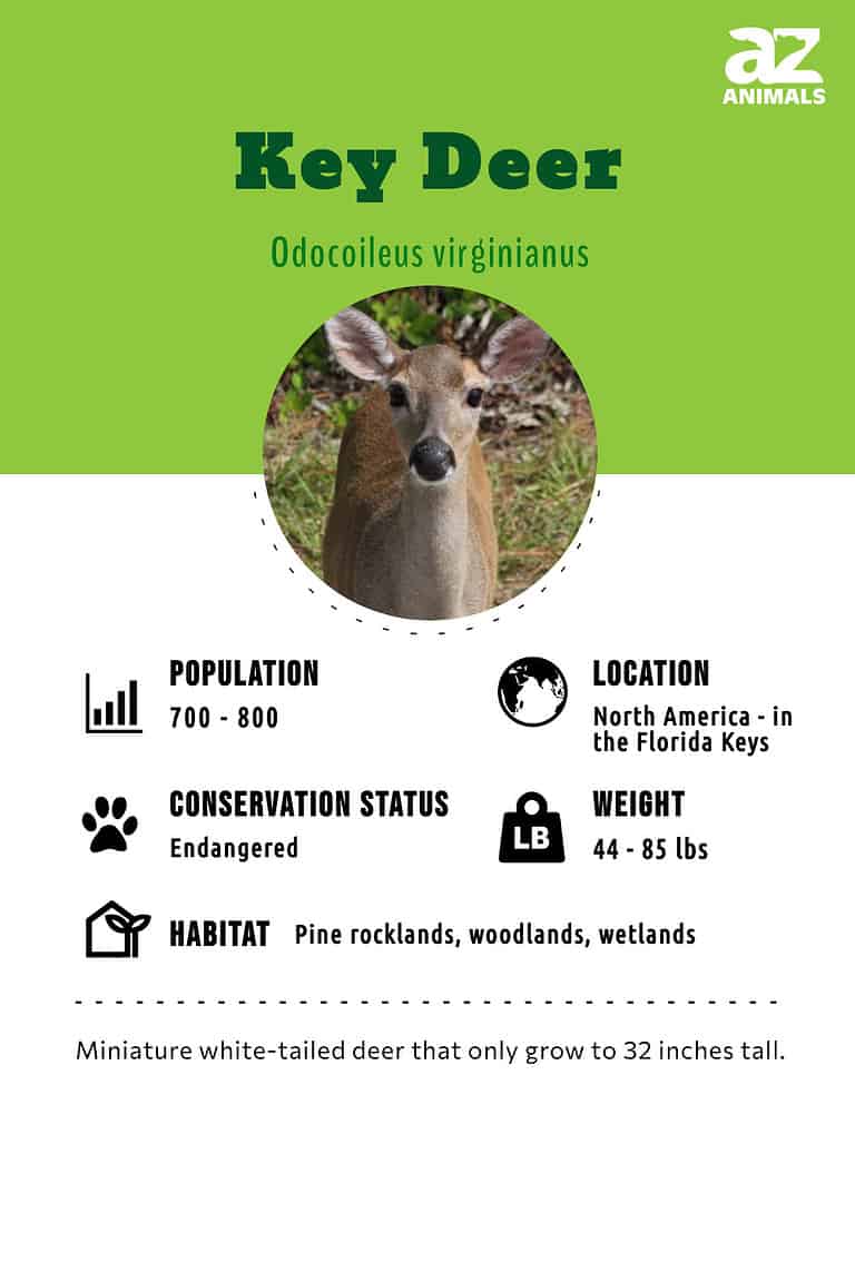 Key Deer Animal Facts - Odocoileus virginianus - A-Z Animals