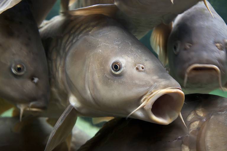 River Monsters: Discover the Largest Fish in the Tigris River - A-Z Animals
