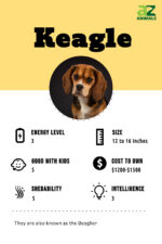 Keagle Dog Breed Complete Guide - A-Z Animals