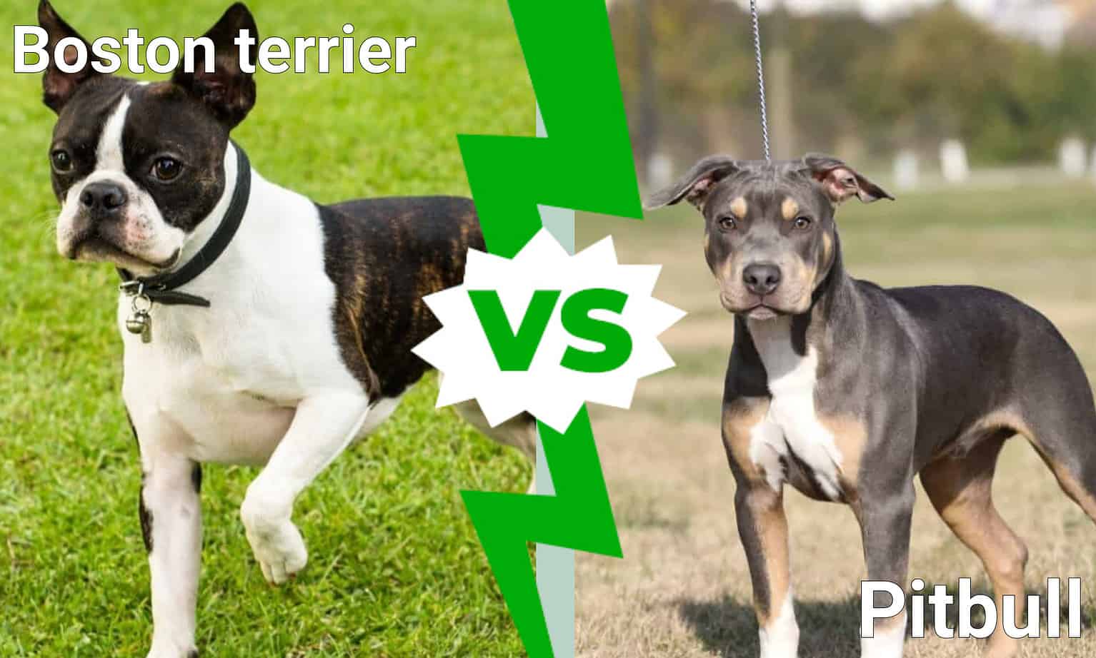 Boston terrier vs Pitbull