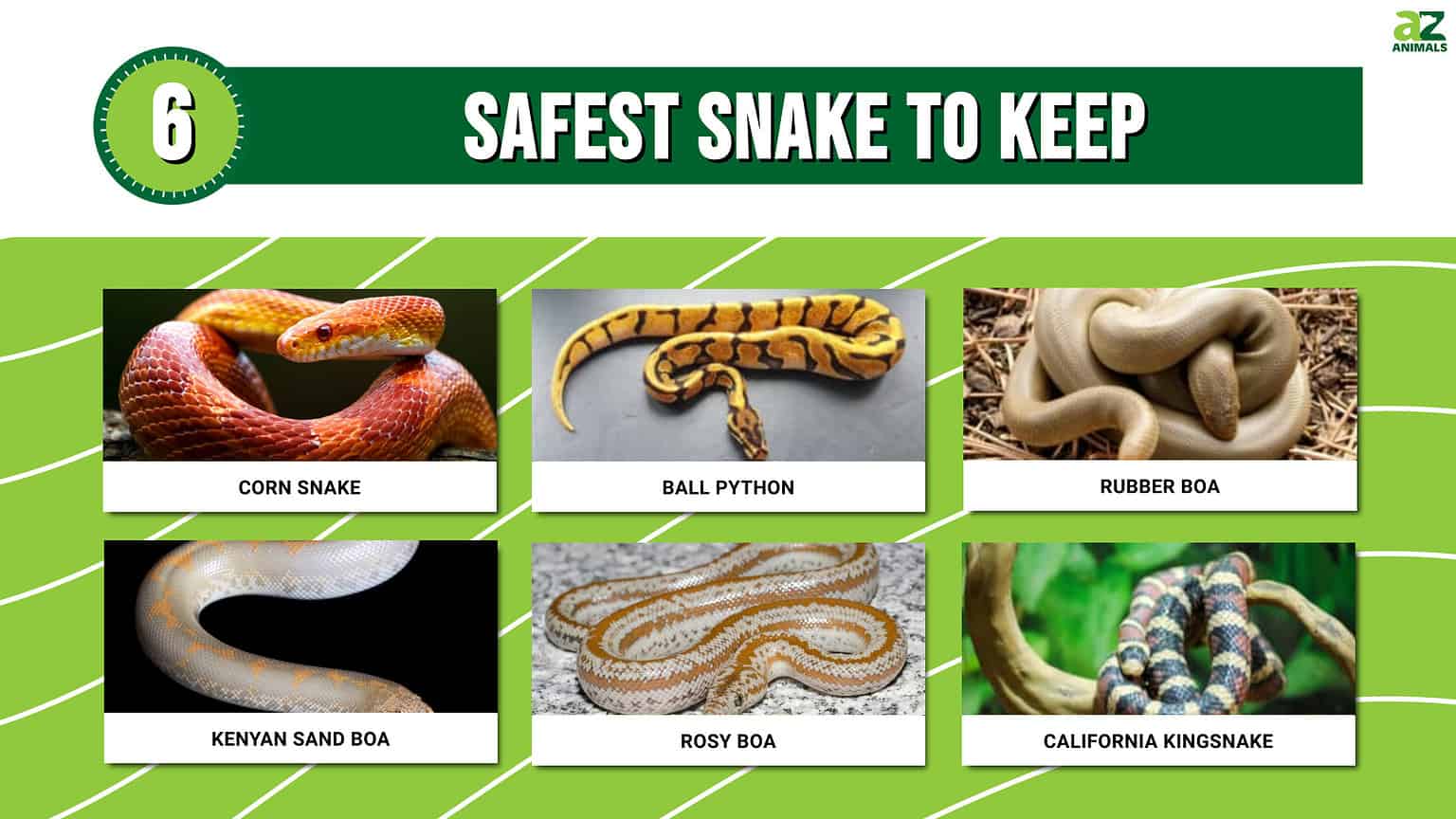Learn the 6 Safest Snakes to Keep - A-Z Animals