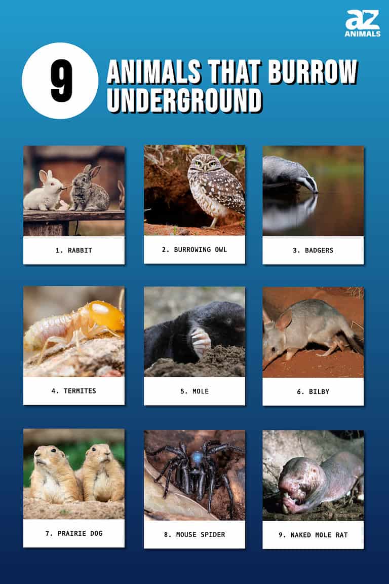 9 Animals That Burrow Underground and Why They Do It - A-Z Animals