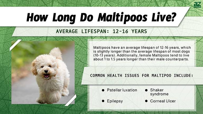 Maltipoo Lifespan: How Long Do Maltipoos Live? - A-Z Animals