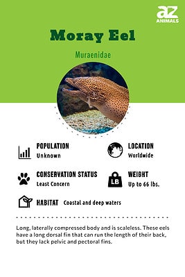 Moray Eel Fish Facts - Muraenidae - A-Z Animals