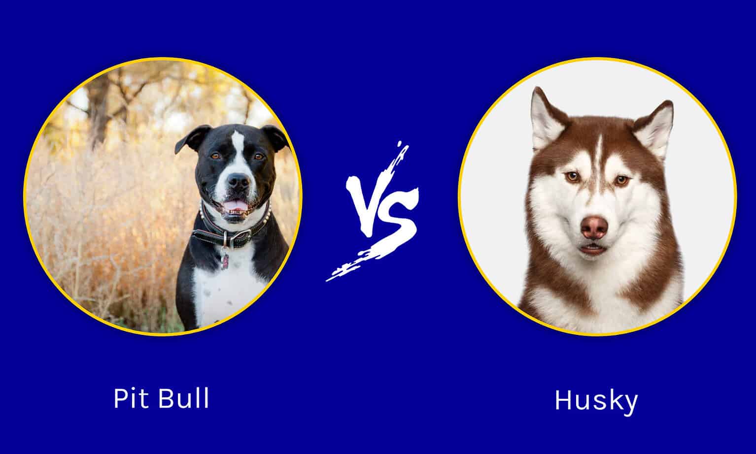 Pit Bull Vs. Husky: 4 Key Differences - A-Z Animals