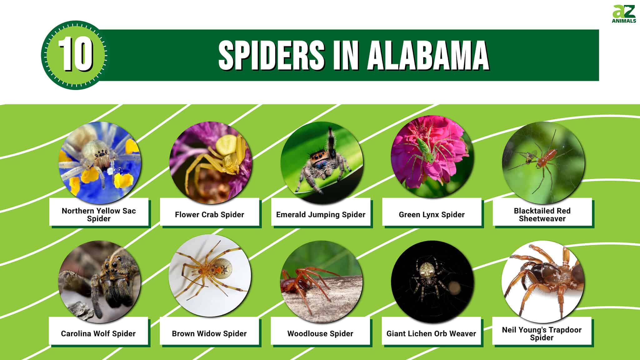 10 Spiders in Alabama - A-Z Animals