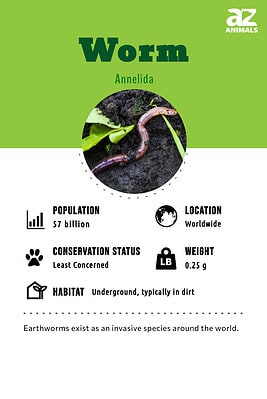 Worm Animal Facts - A-Z Animals