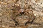 Eight Legs, Two Seasons: Spider Season vs. Funnel-Web Season - A-Z Animals